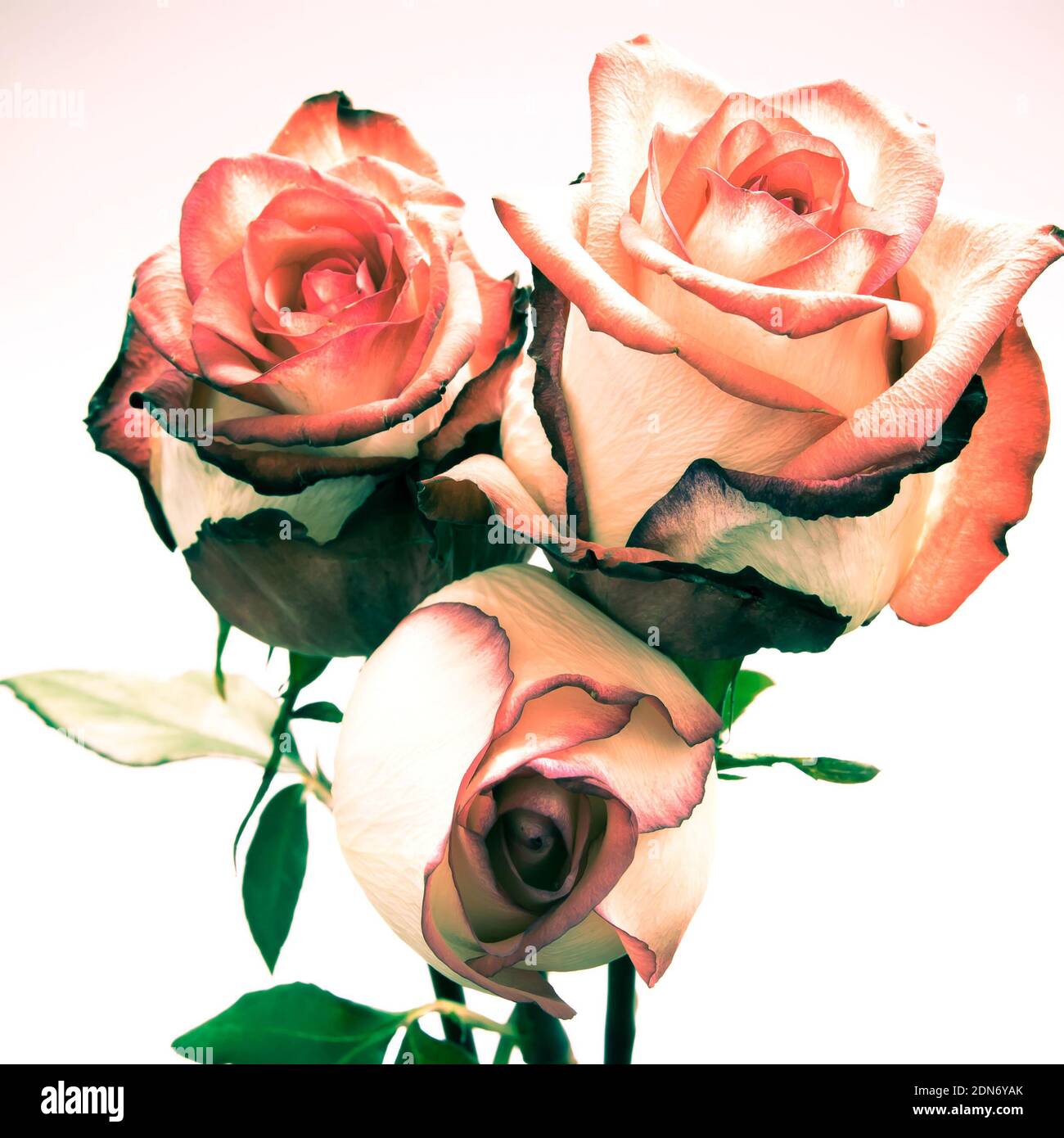 Three bright beautiful leaves hi-res stock photography and images - Alamy
