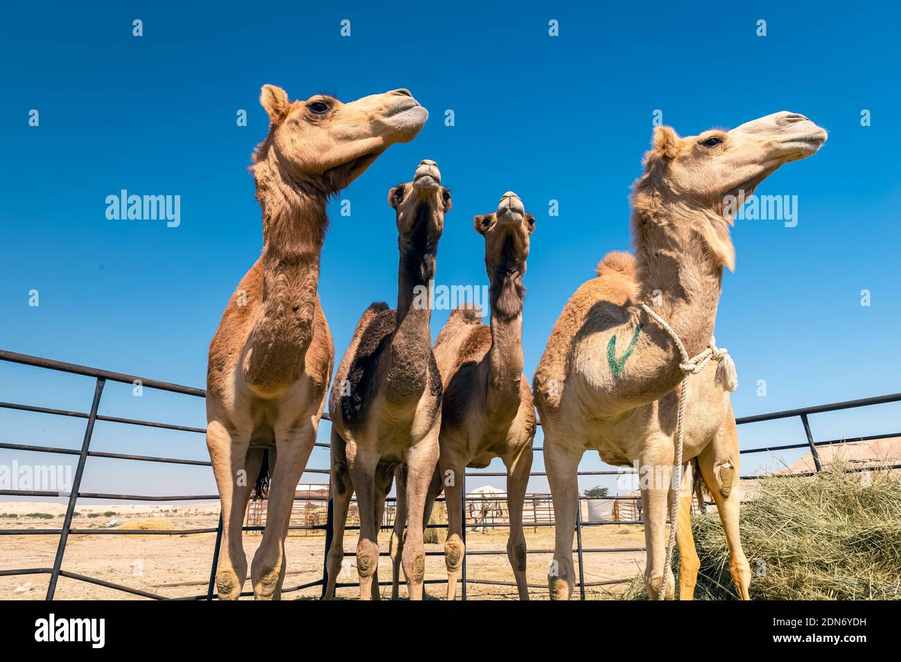 Group of camels in Al-Sarar desert, SAUDI ARABIA Stock Photo - Alamy