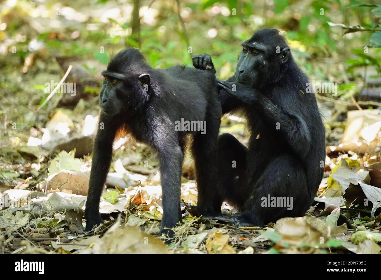 Sulawesi endemic animals hi-res stock photography and images - Alamy