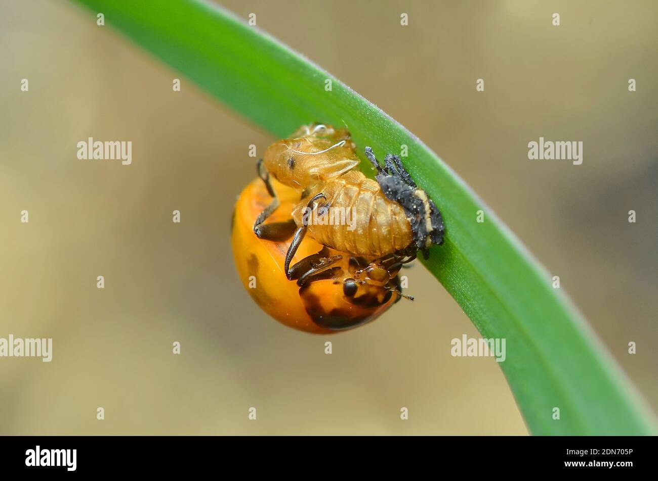 Molting skin hi-res stock photography and images - Alamy