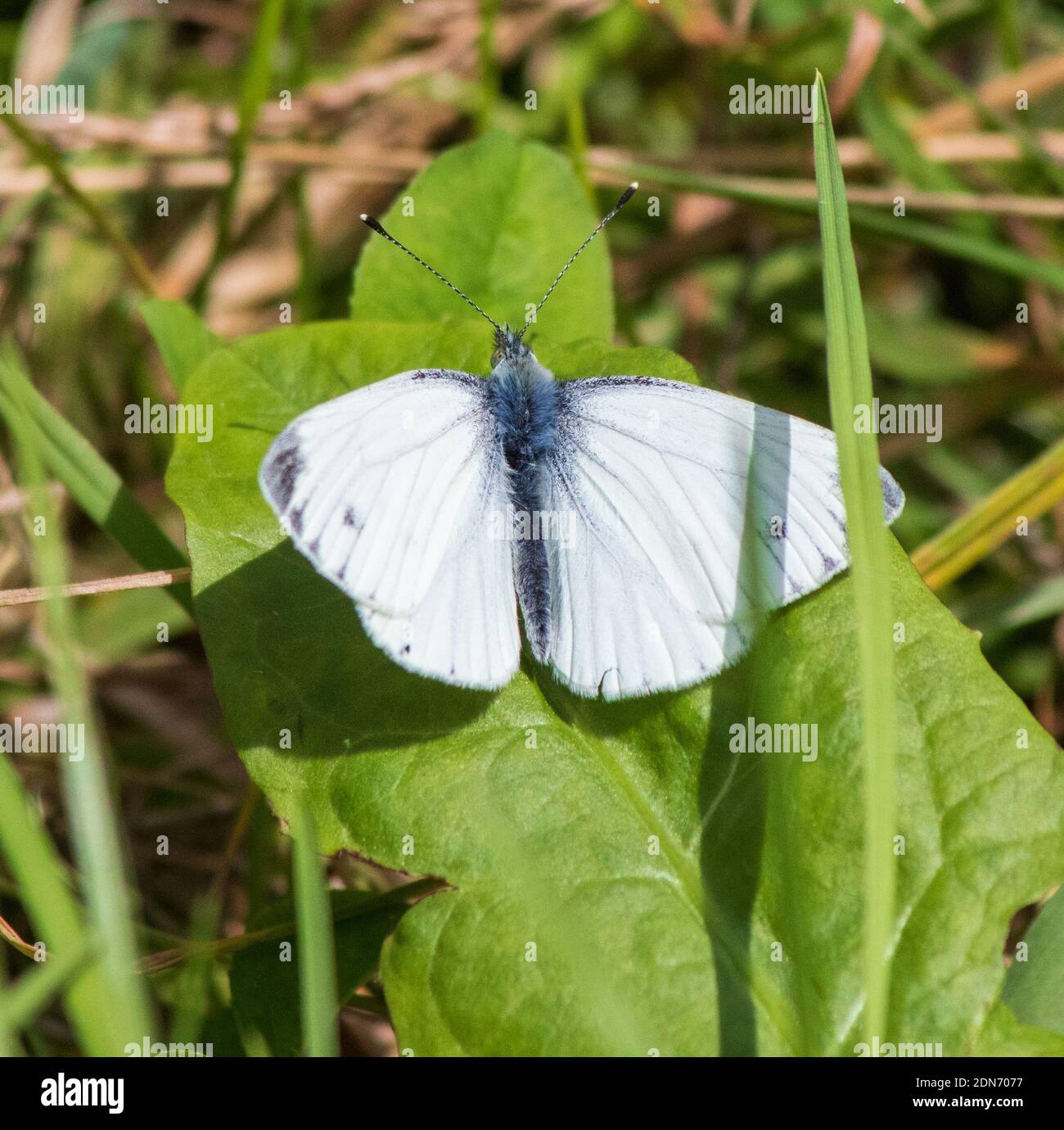 Moths wings up close hi-res stock photography and images - Alamy