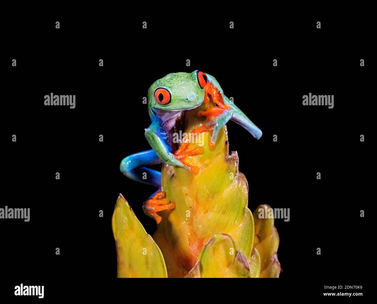 Red eyed Tree Frog Stock Photo - Alamy
