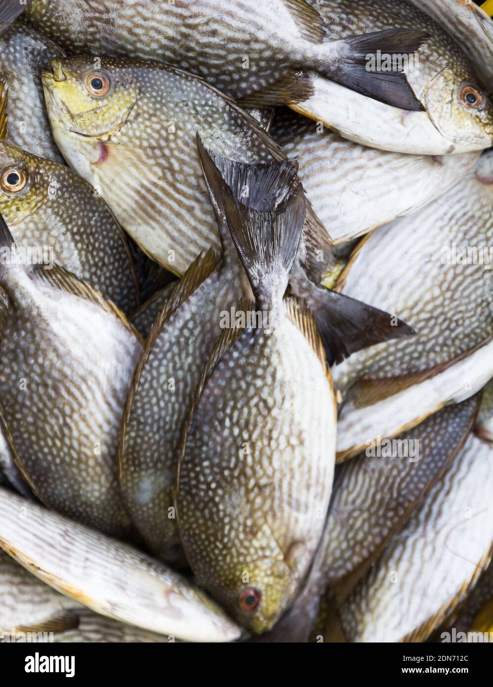 Rabbitfish eating hi-res stock photography and images - Alamy
