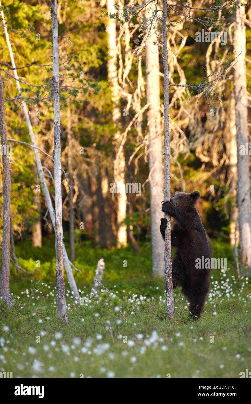 Bear hugging tree hi-res stock photography and images - Alamy