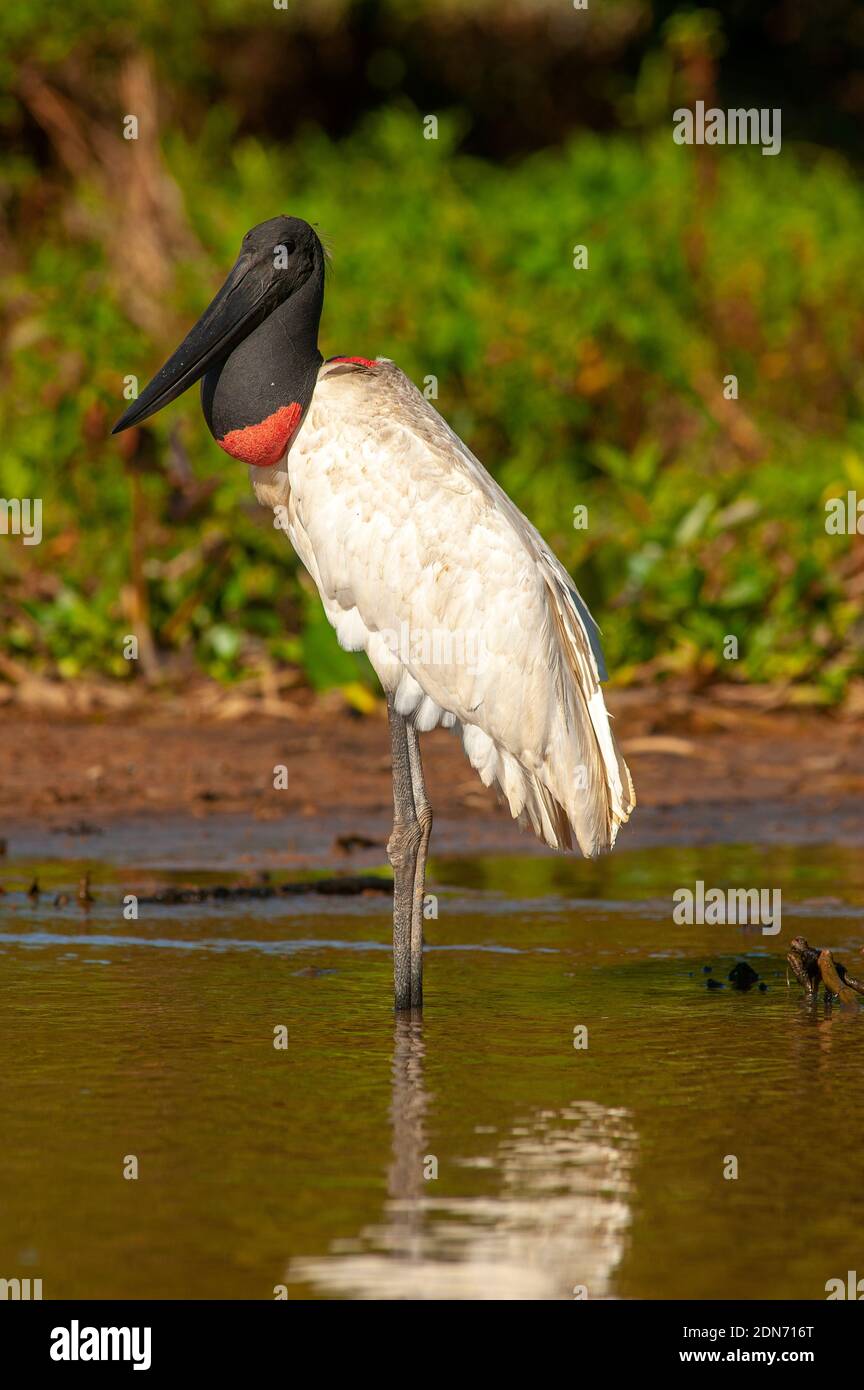 Tuiuiu, the bird that is considered the symbol of the Pantanal of Mato ...