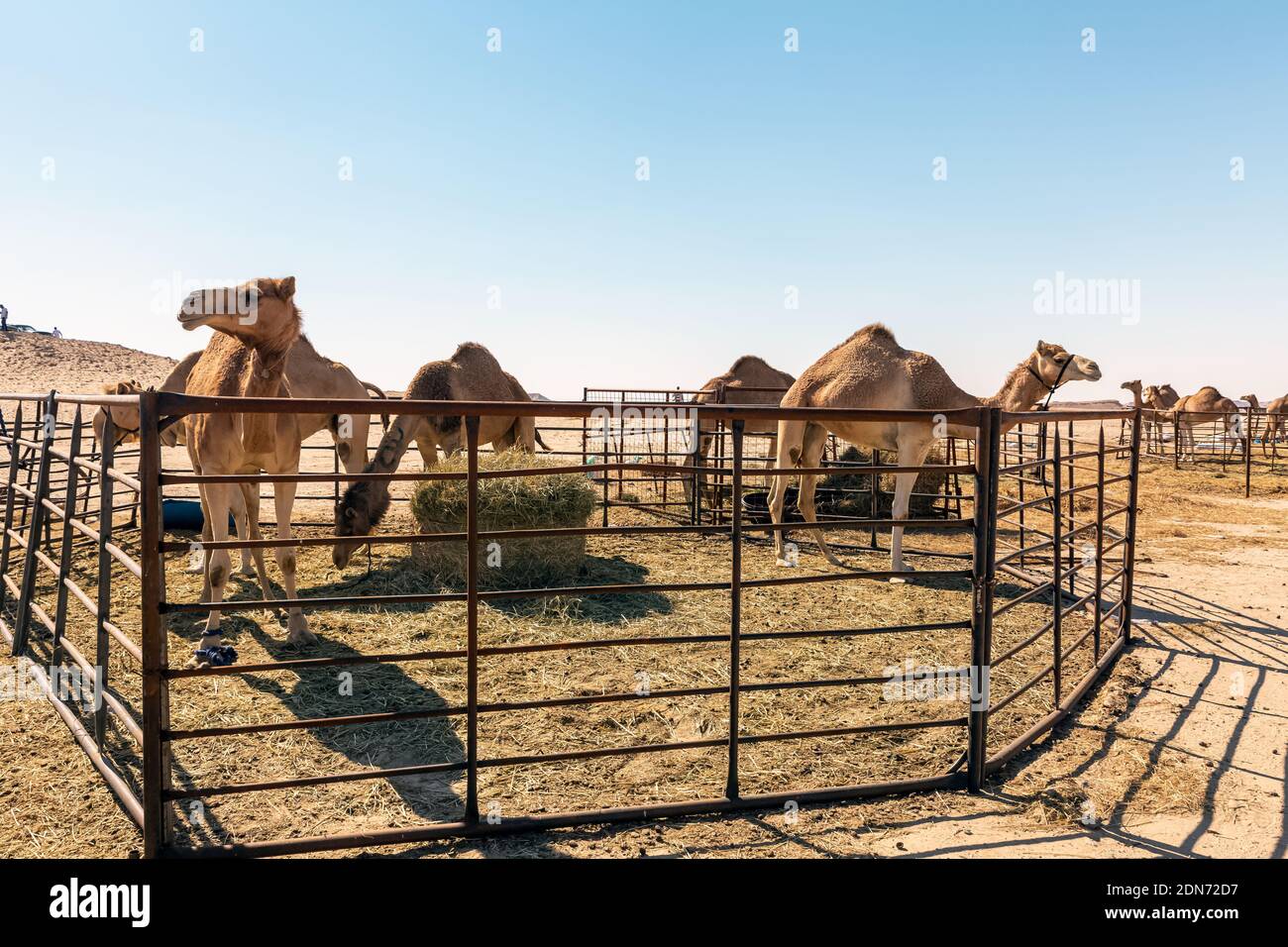 Desert farm hi-res stock photography and images - Alamy
