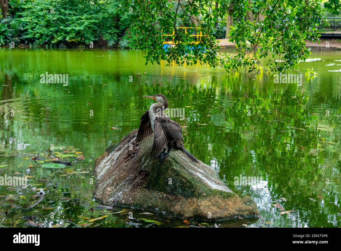 Cormorant statue bird hi-res stock photography and images - Alamy
