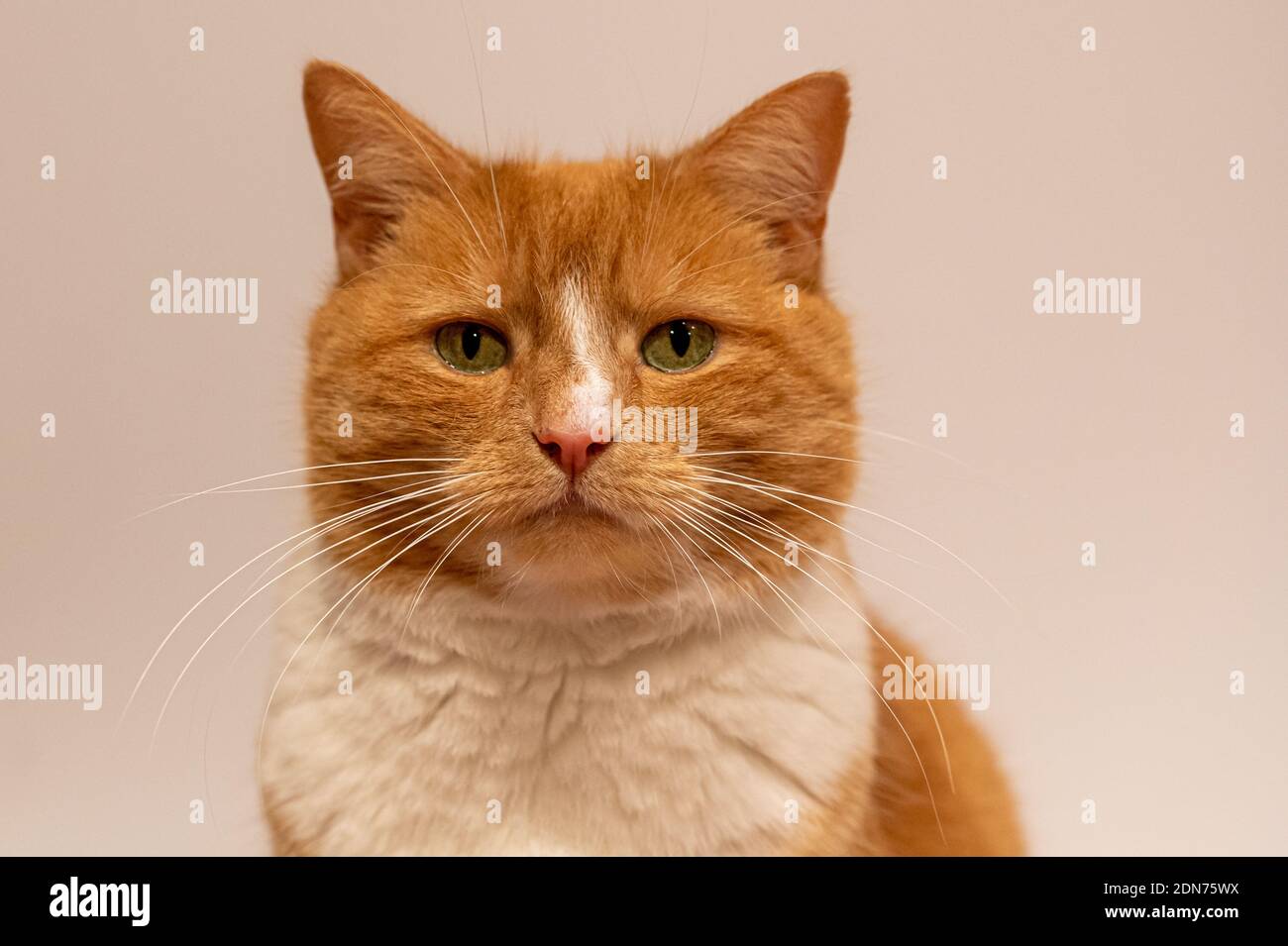 Ginger Tom Cat Tail High Resolution Stock Photography and Images - Alamy