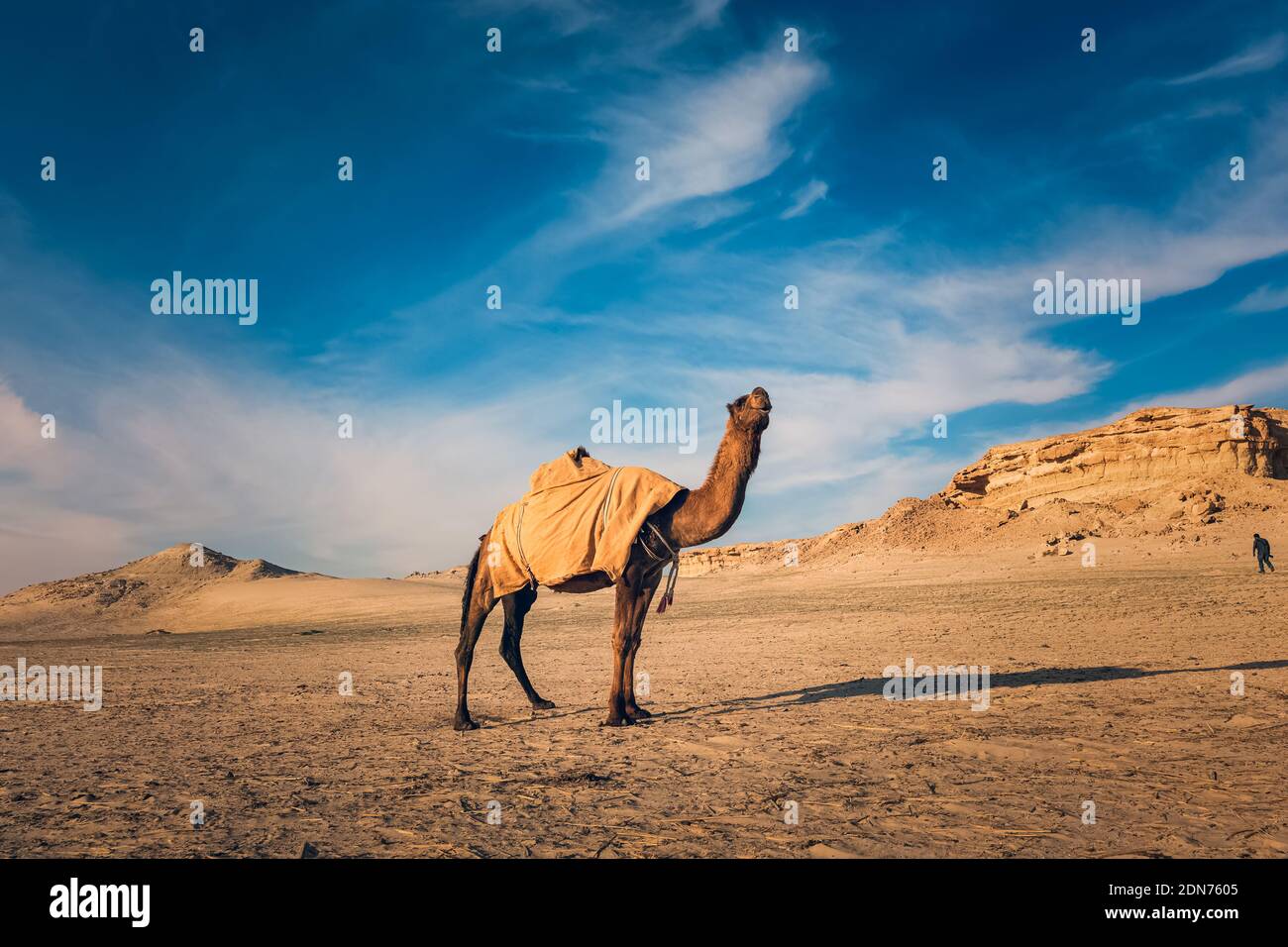 Landscape with camel in Al-Sarar desert, SAUDI ARABIA Stock Photo - Alamy