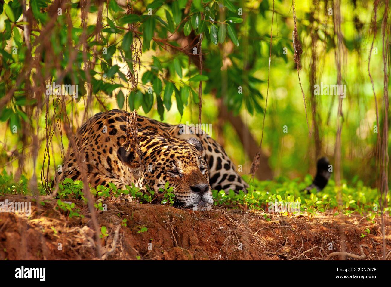Jaguar, the biggest cat in South America, Pantanal of Mato Grosso ...