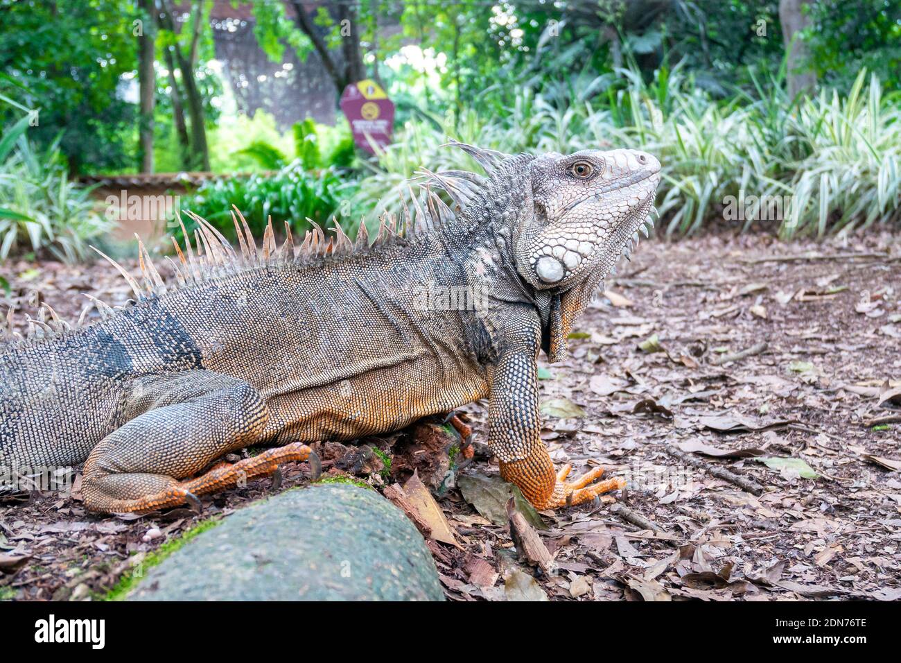 Green Iguana (Iguana Iguana) Large Herbivorous Lizard Staring on the ...