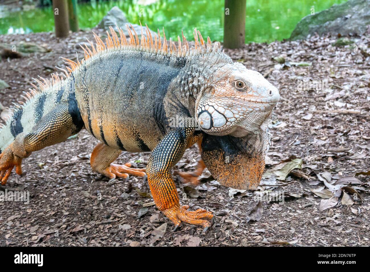 Biggest Green Iguana Pet