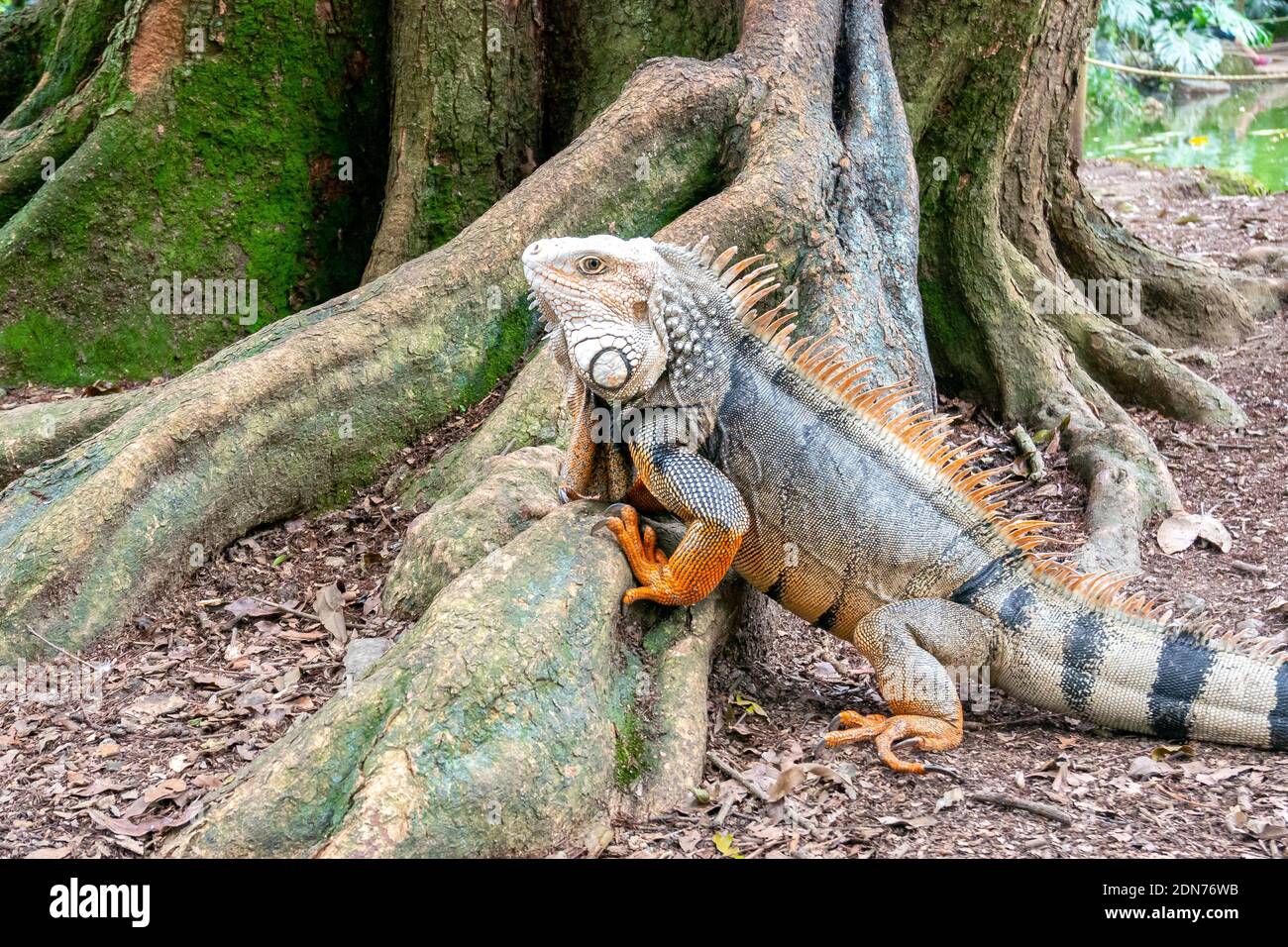 Green Iguana (Iguana Iguana) Large Herbivorous Lizard Trying to Climb a ...