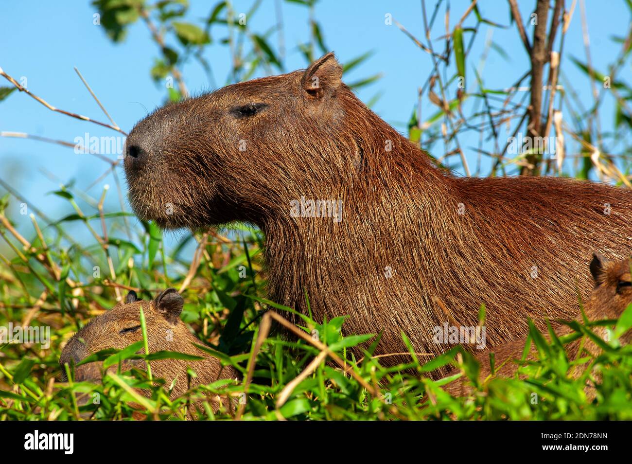 Capybaras, the biggest rodent in the world at Cuiabá river, Pantanal of ...