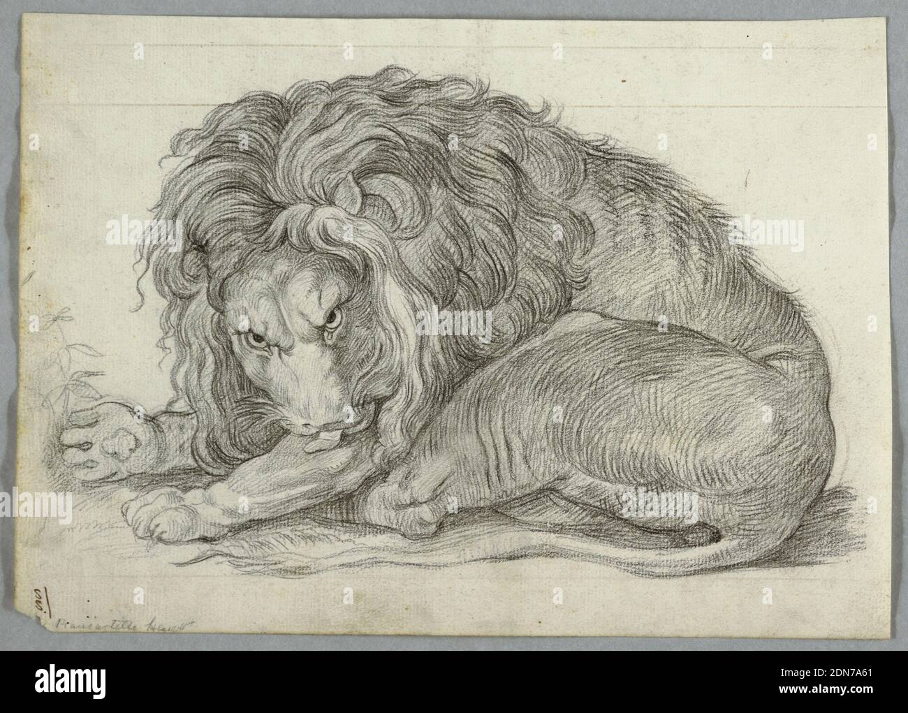 Study of a Lion, Charcoal on paper, Seated lion facing left and licking ...