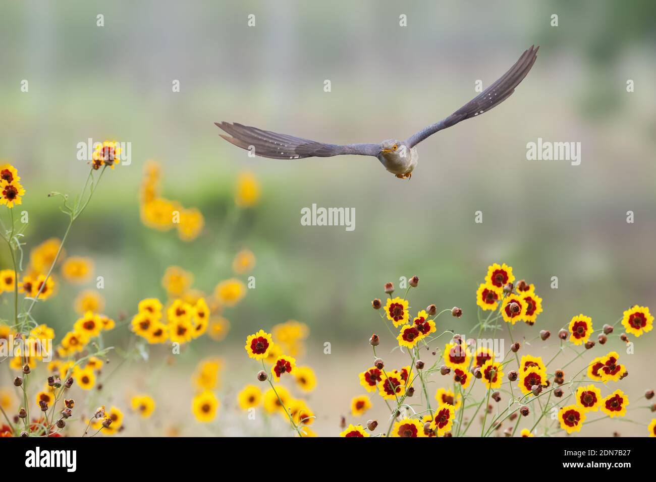 Bird Flying Over Plant Stock Photo - Alamy