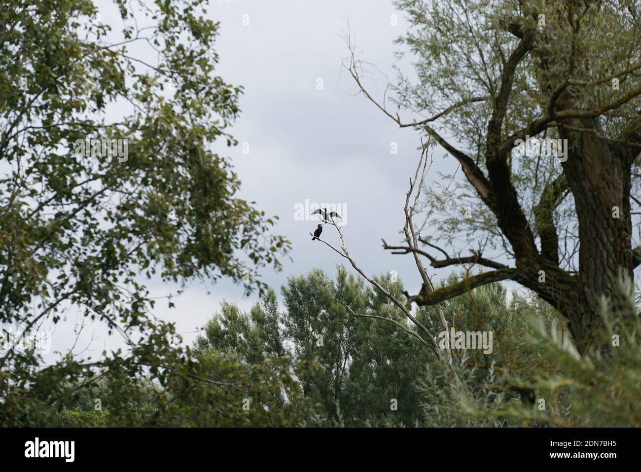 Crows on trees hi-res stock photography and images - Alamy