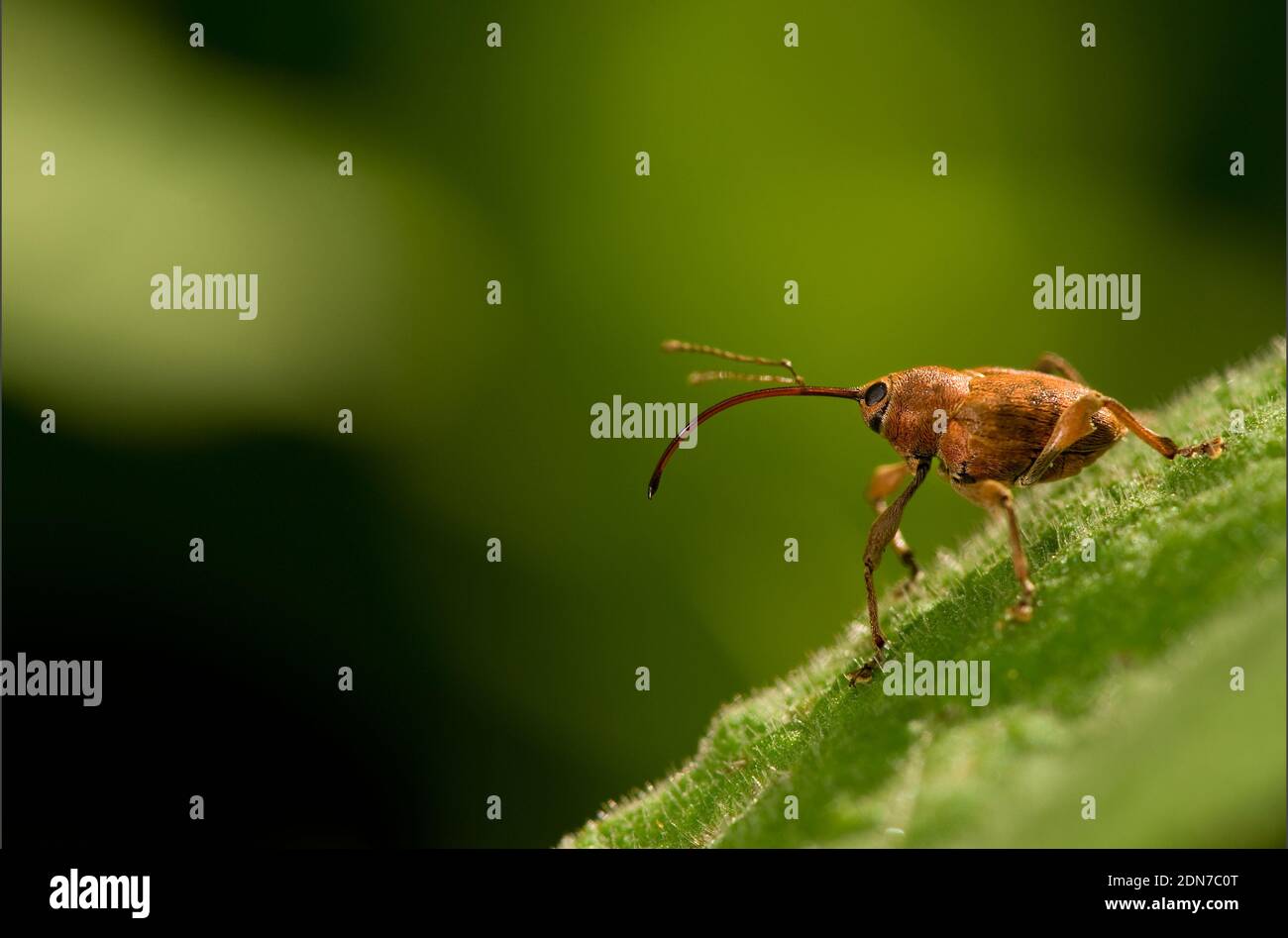 Common leaf weevil hi-res stock photography and images - Alamy
