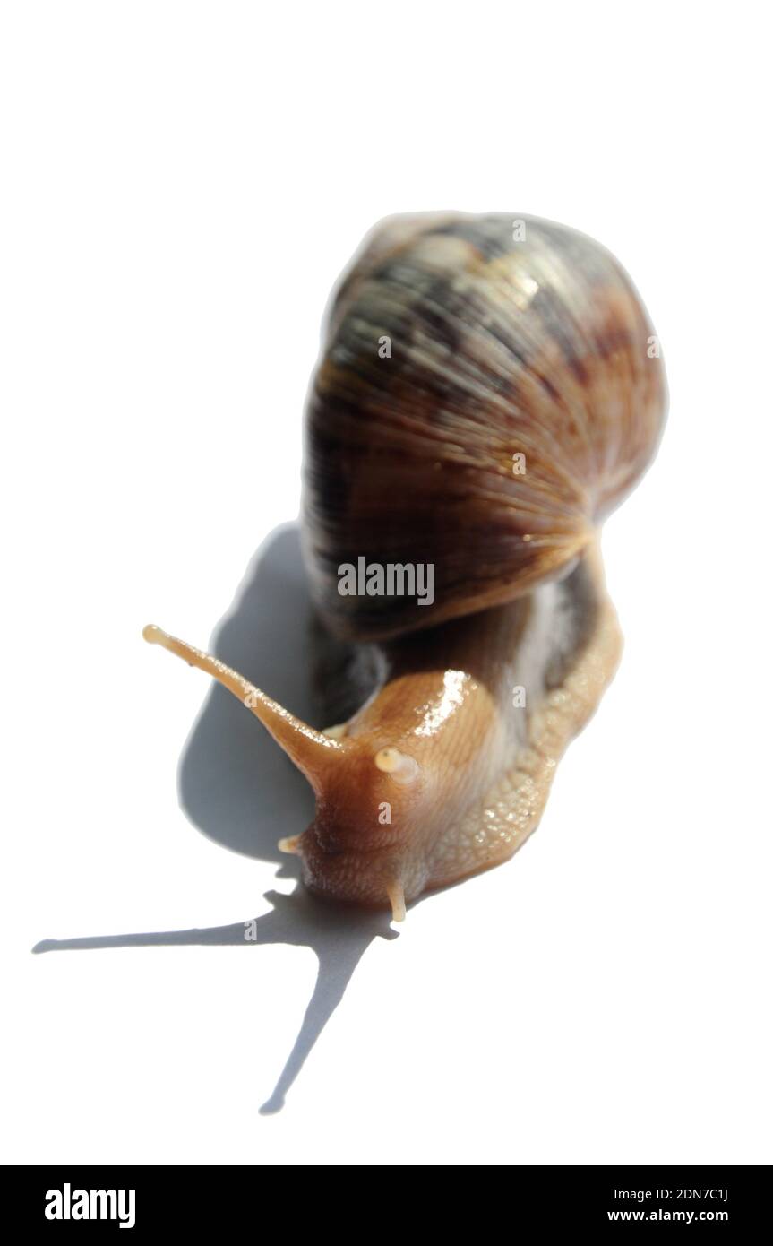 A vertical isolated closeup of a snail on white background Stock Photo ...