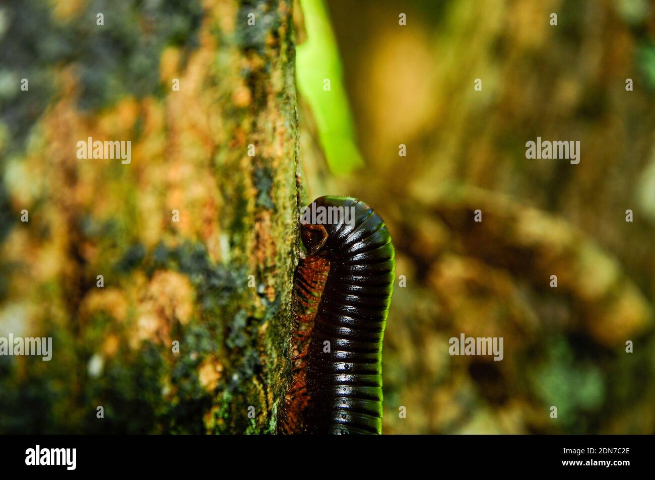 A shallow focus of a Spirostreptus millipede on a tree bark Stock Photo ...