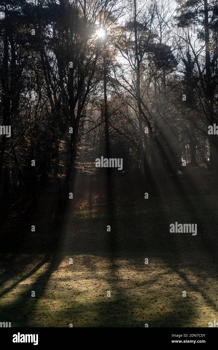 Sunlight streaming through trees hi-res stock photography and images ...