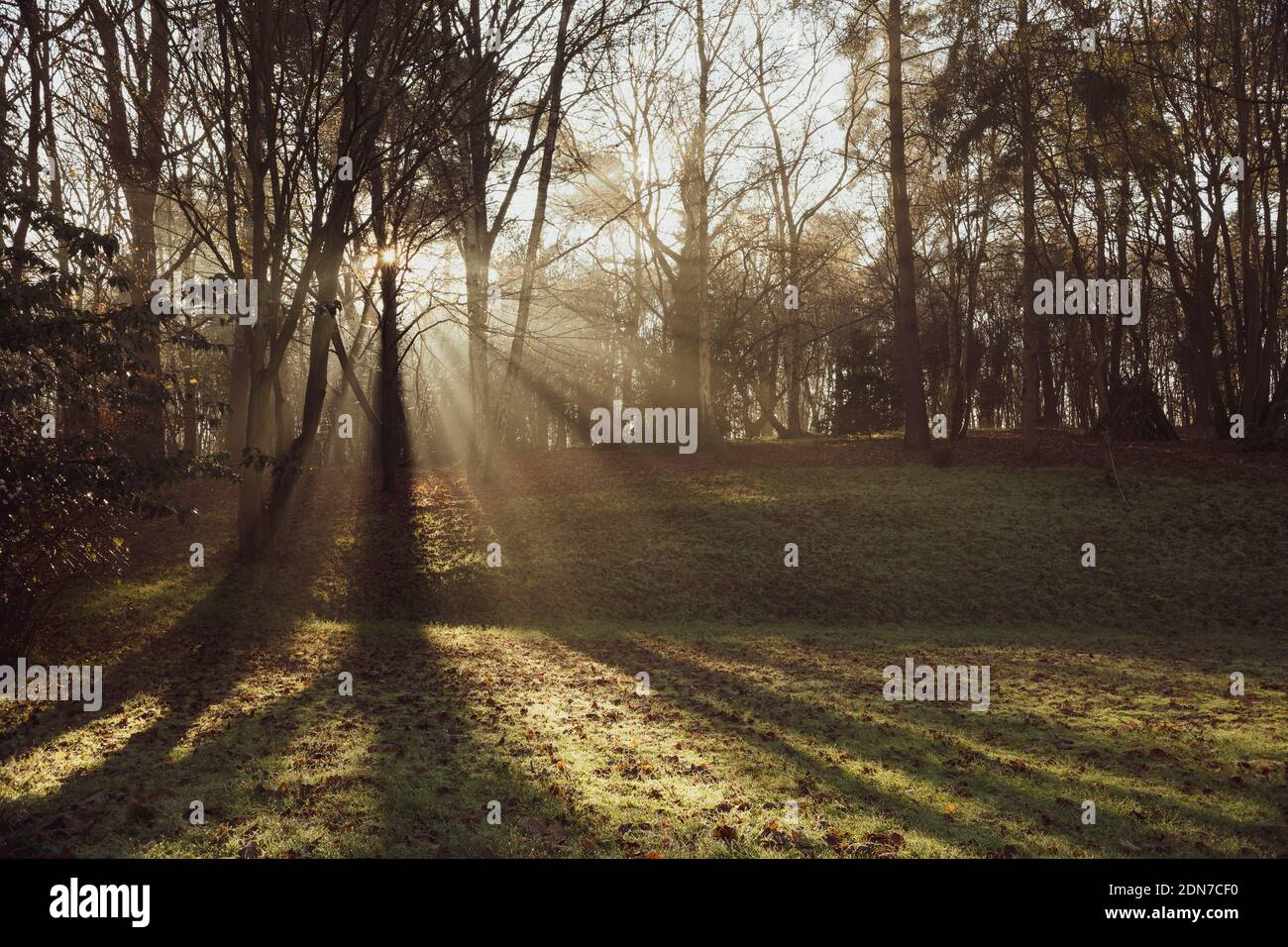 Sunlight streaming through the forest, tinted images of sun behind tree ...
