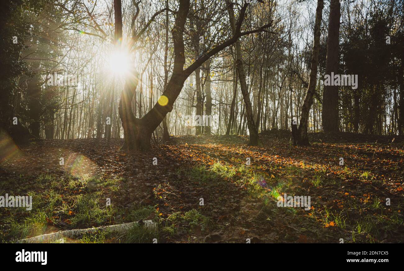 Sunlight streaming through the forest, tinted images of sun behind tree ...