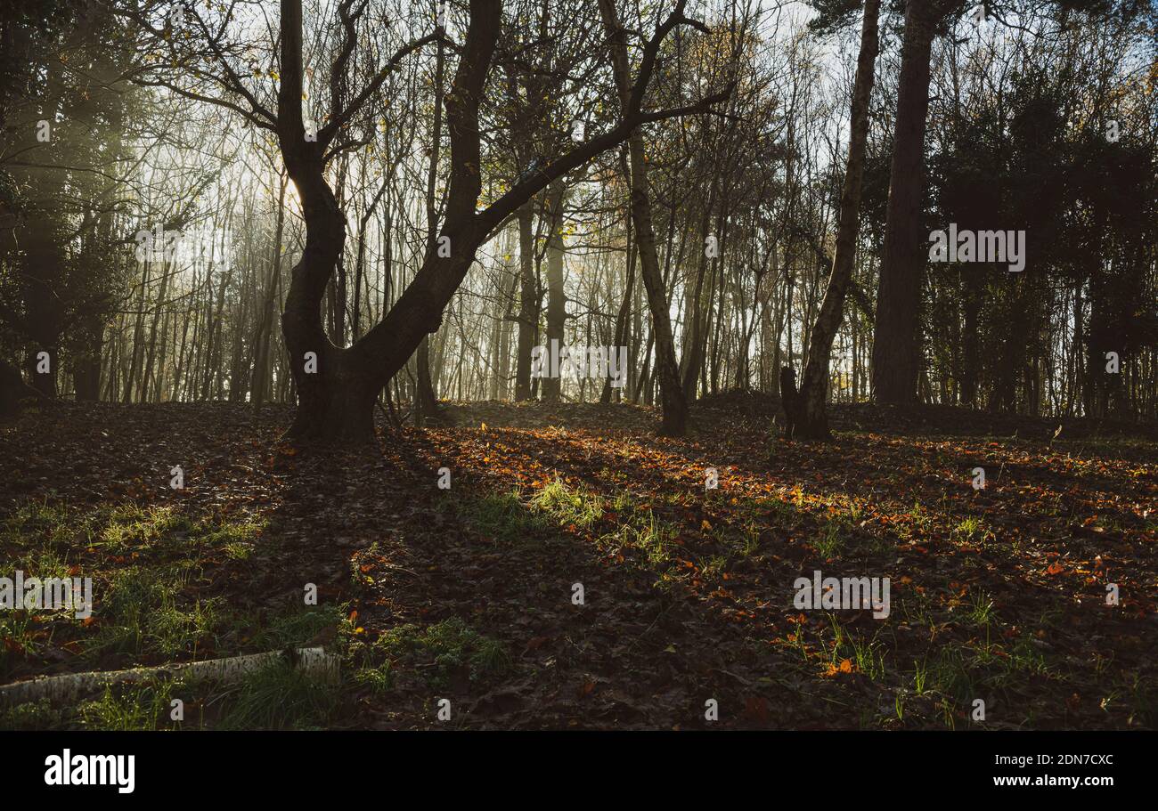 Sunlight streaming through the forest, tinted images of sun behind tree ...