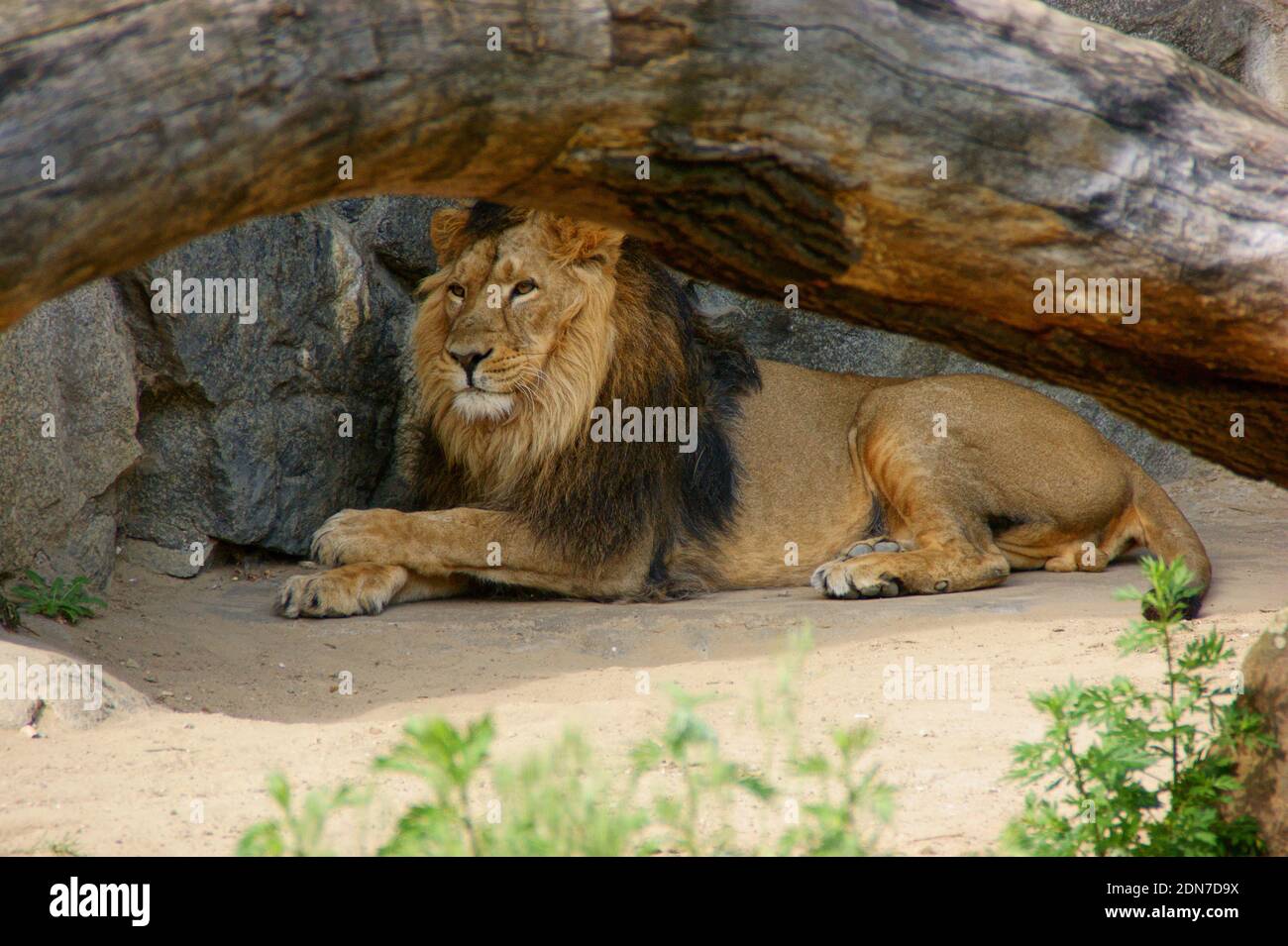 Two resting under big tree hi-res stock photography and images - Alamy