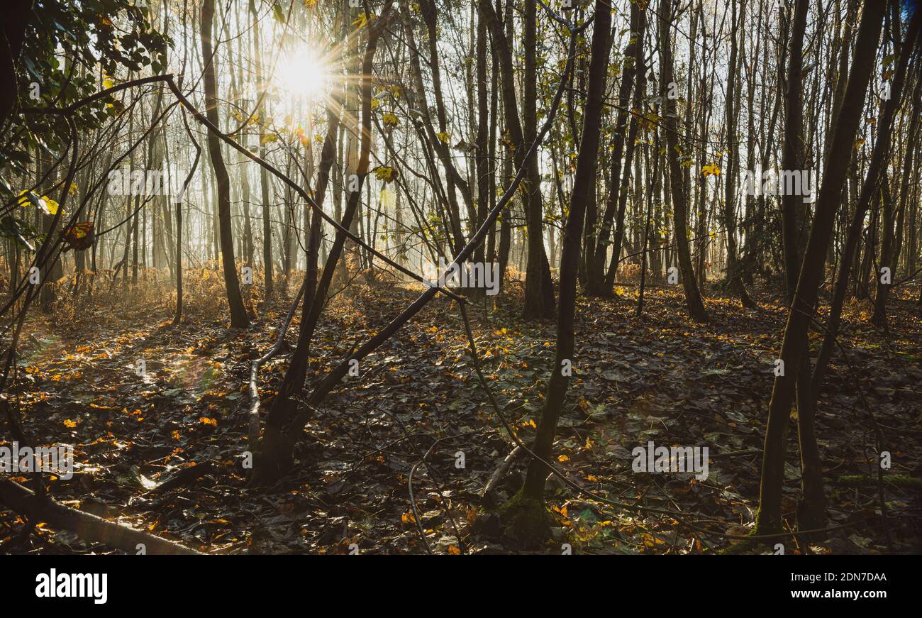 Sunlight streaming through the forest, tinted images of sun behind tree ...