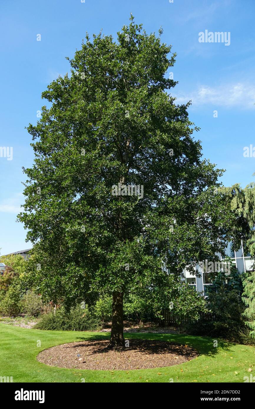 Macedonian oak, Quercus trojana in Cambridge University Botanic Garden ...