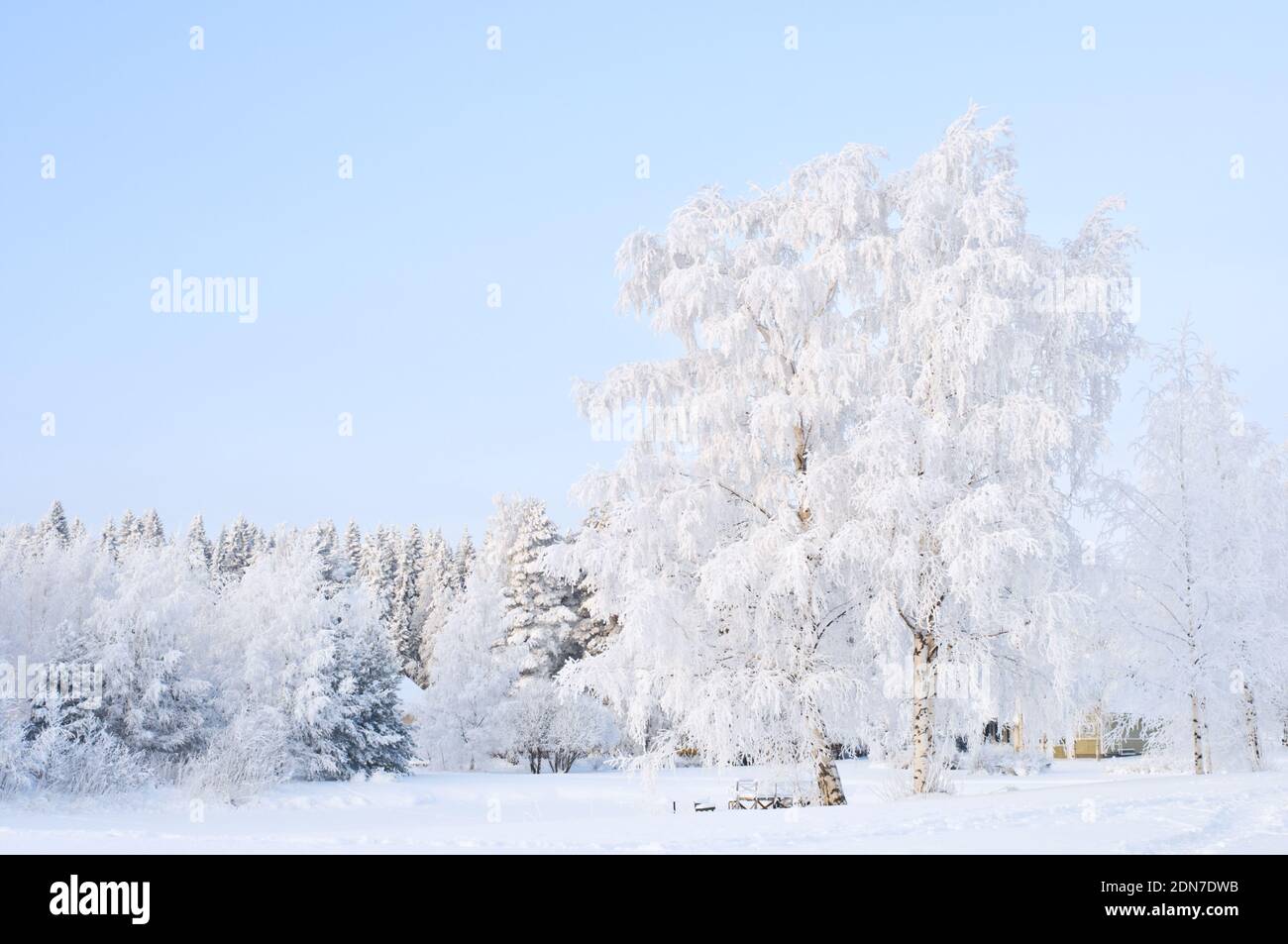 Birch trees snow hi-res stock photography and images - Alamy