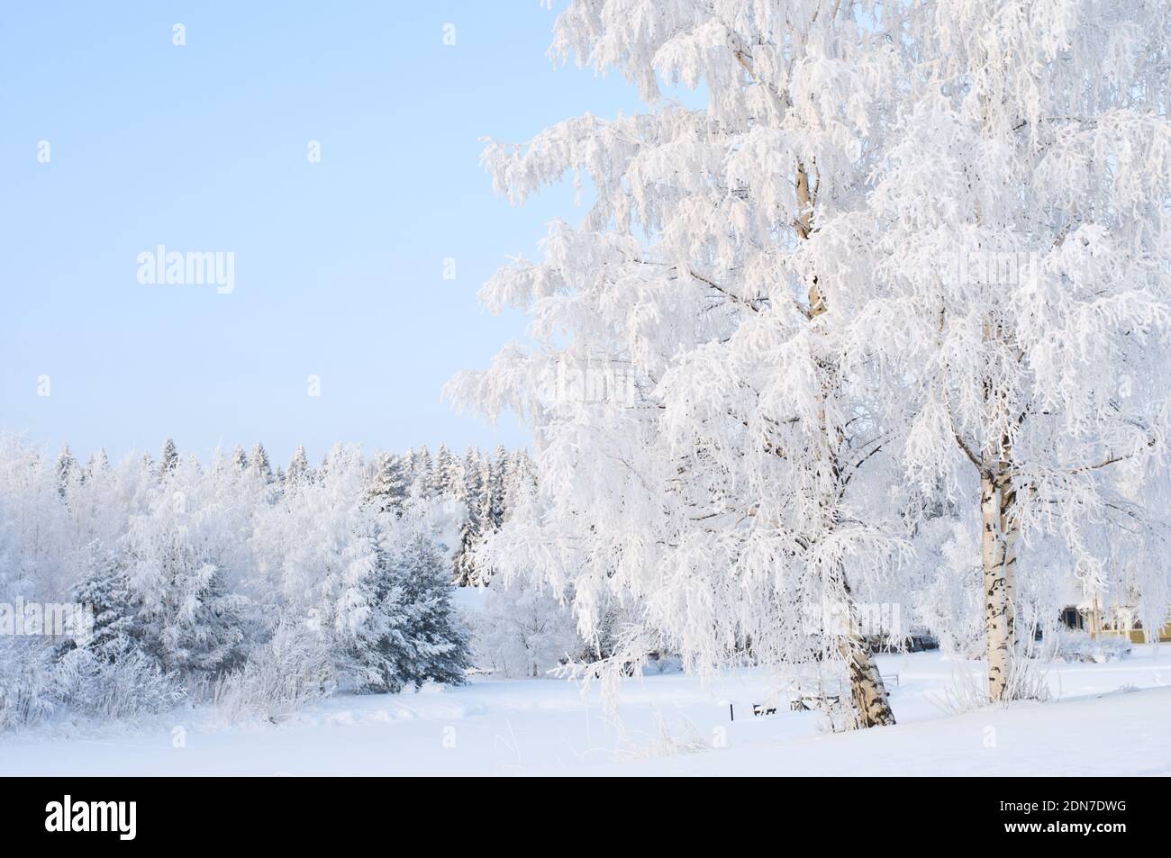 Snow and frost covered birch trees (Betula pendula) in winter landscape ...