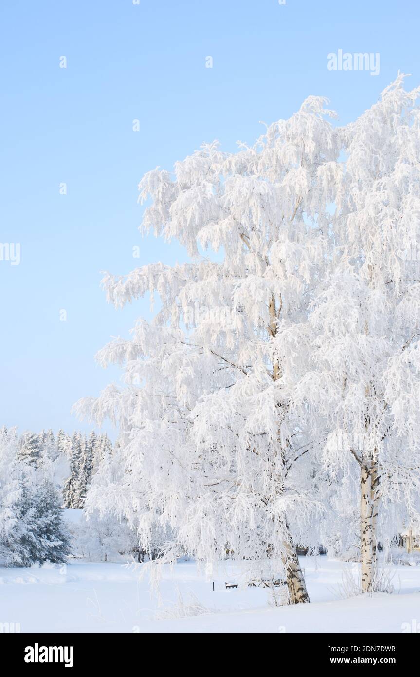 Snow and frost covered birch trees (Betula pendula) in winter landscape ...