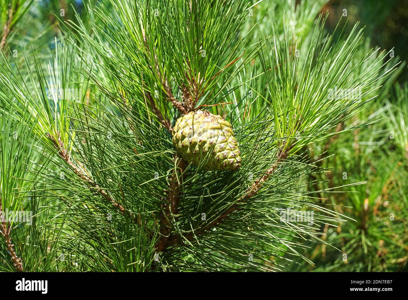 Radiata pine hi-res stock photography and images - Alamy
