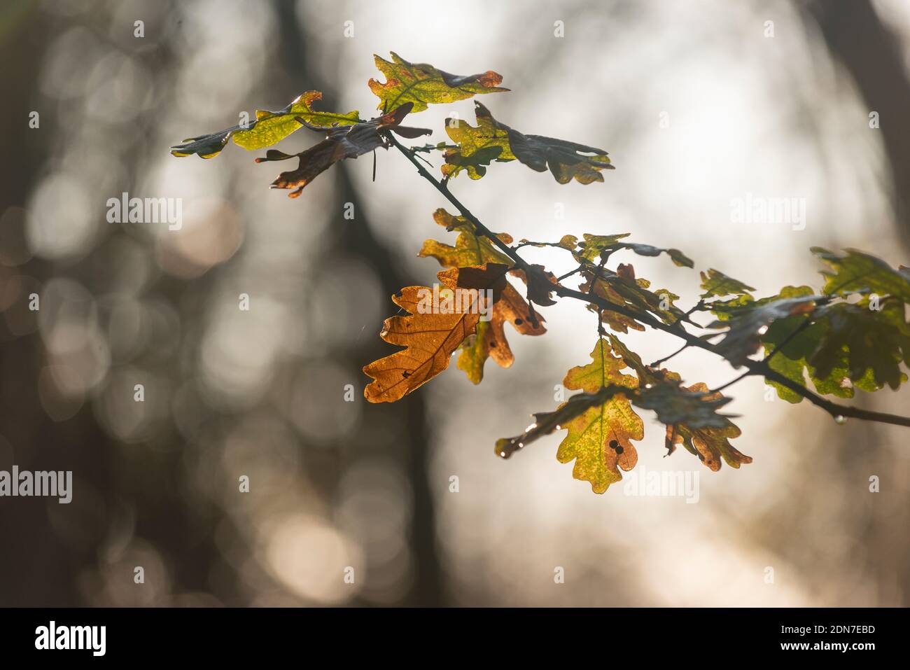 Ast einer eiche mit blattern hi-res stock photography and images - Alamy