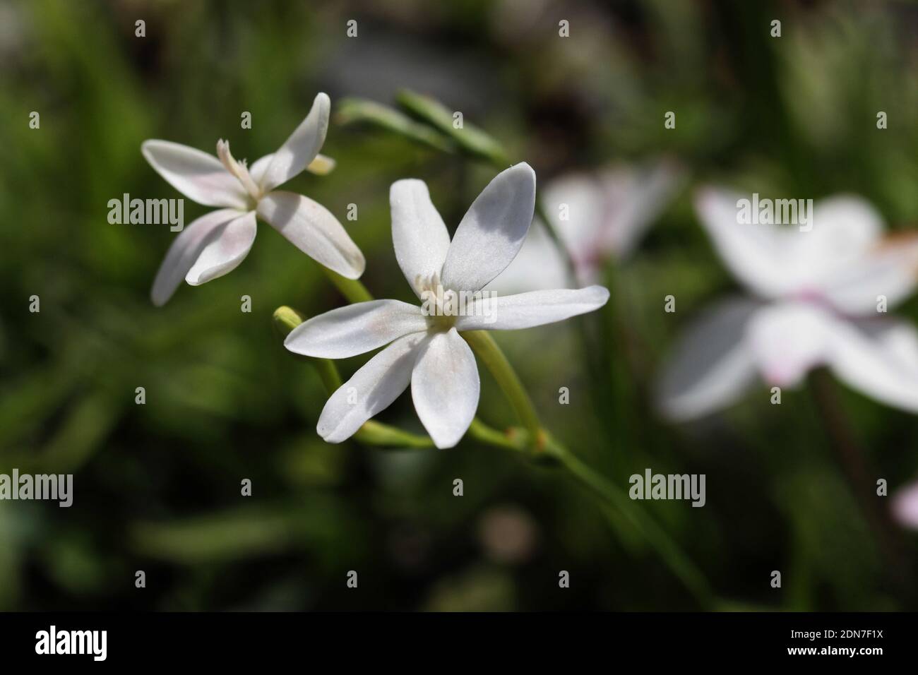 Anthericum is a genus of about 65 species, rhizomatous perennial plants ...