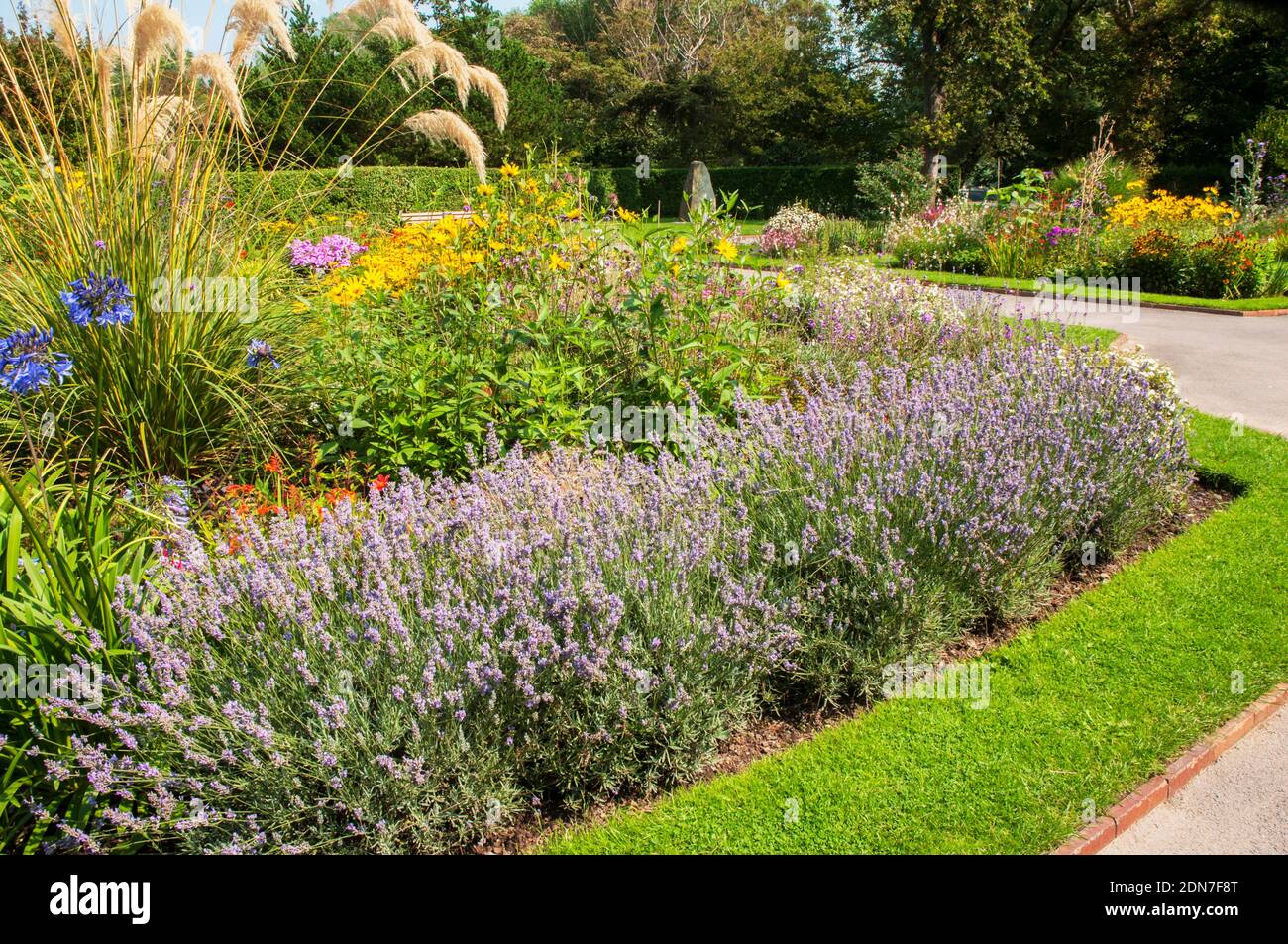 Lavandula Lavender Munstead in flower growing along the edge of an ...