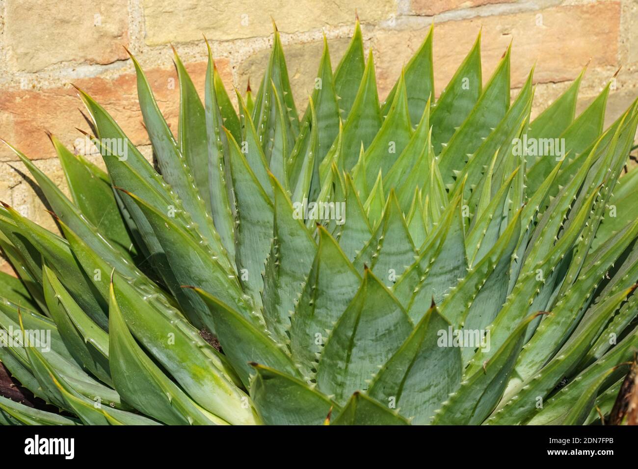 The spiral aloe Aloe polyphylla evergreen succulent plant Stock Photo ...