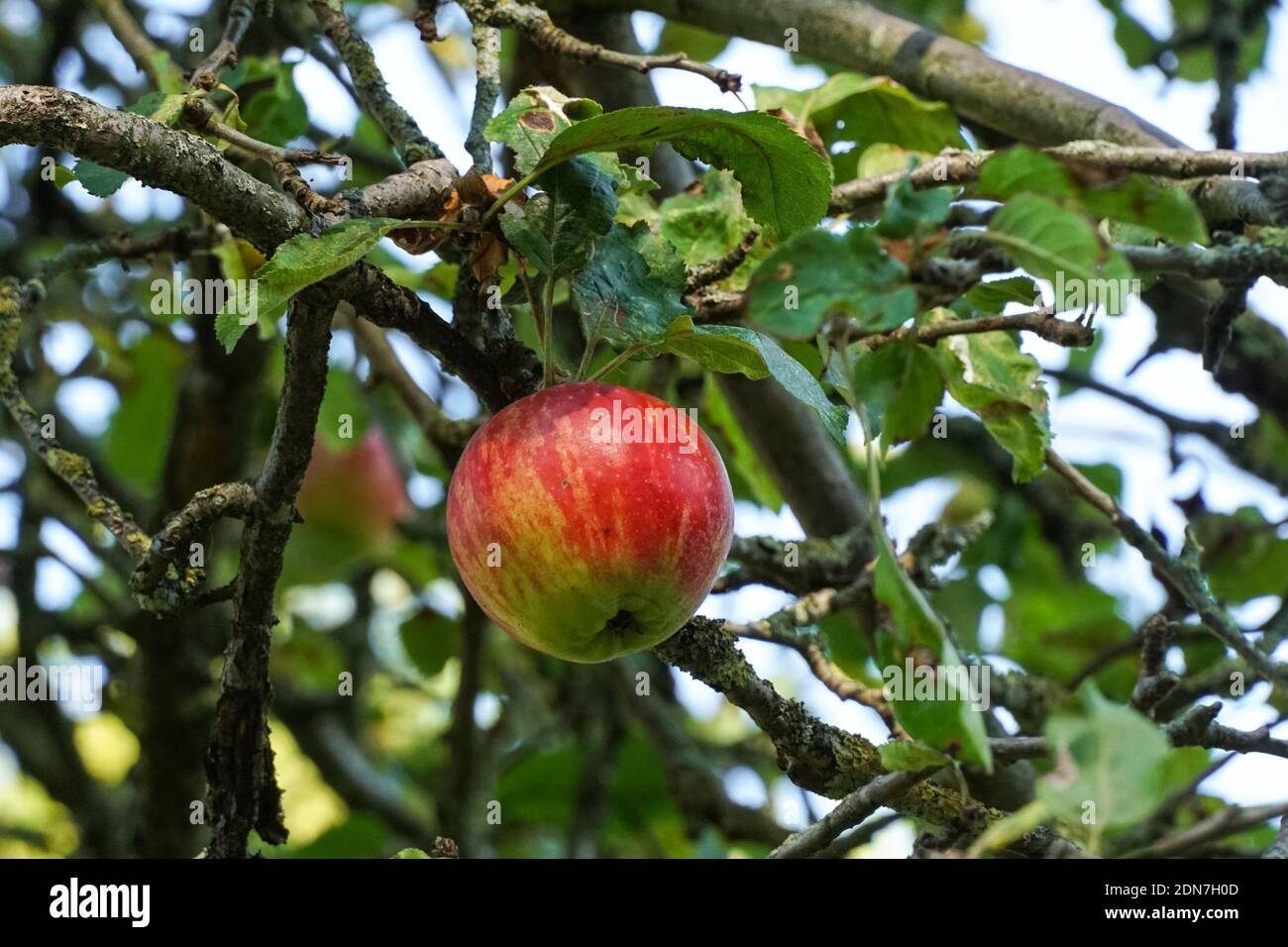 Autumn foliage apple tree hi-res stock photography and images - Alamy