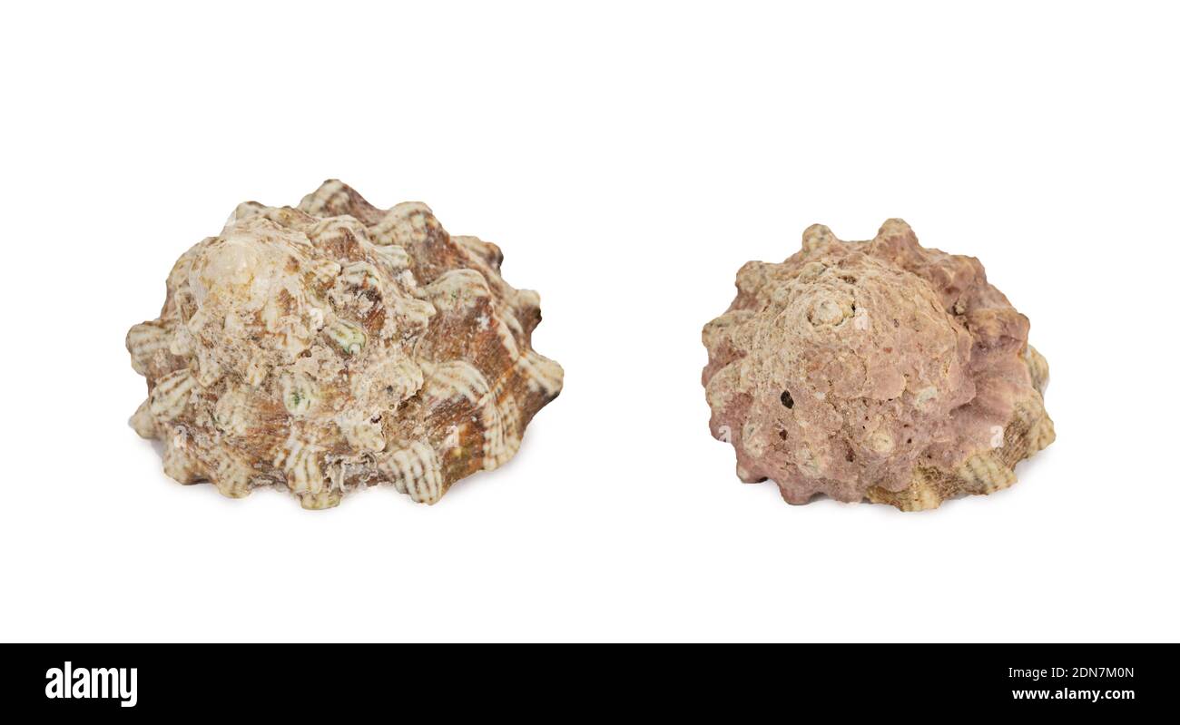 Shell collecting on beach hi-res stock photography and images - Alamy