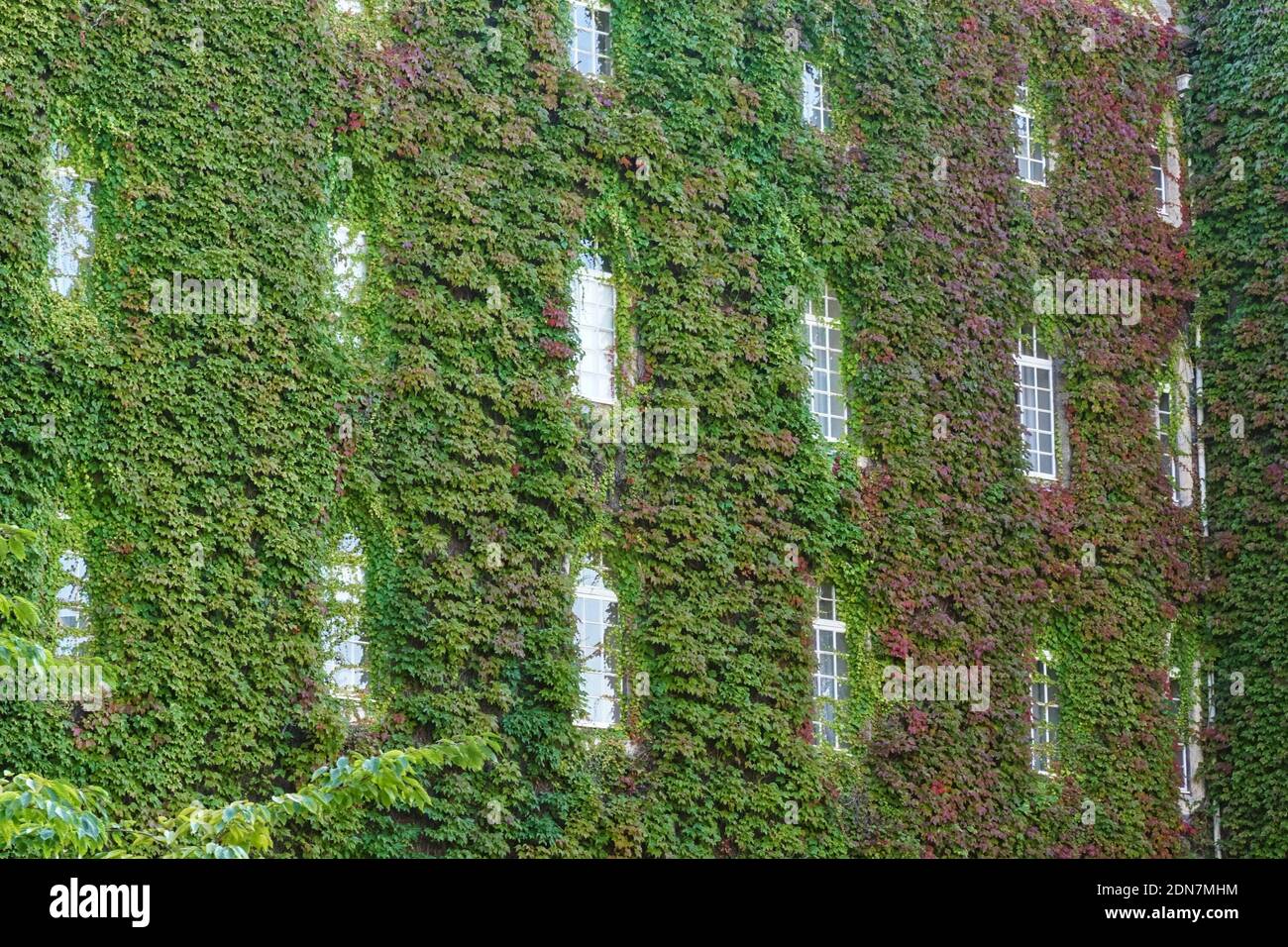 Ivy growing on a college building in Cambridge, Cambridgeshire England ...