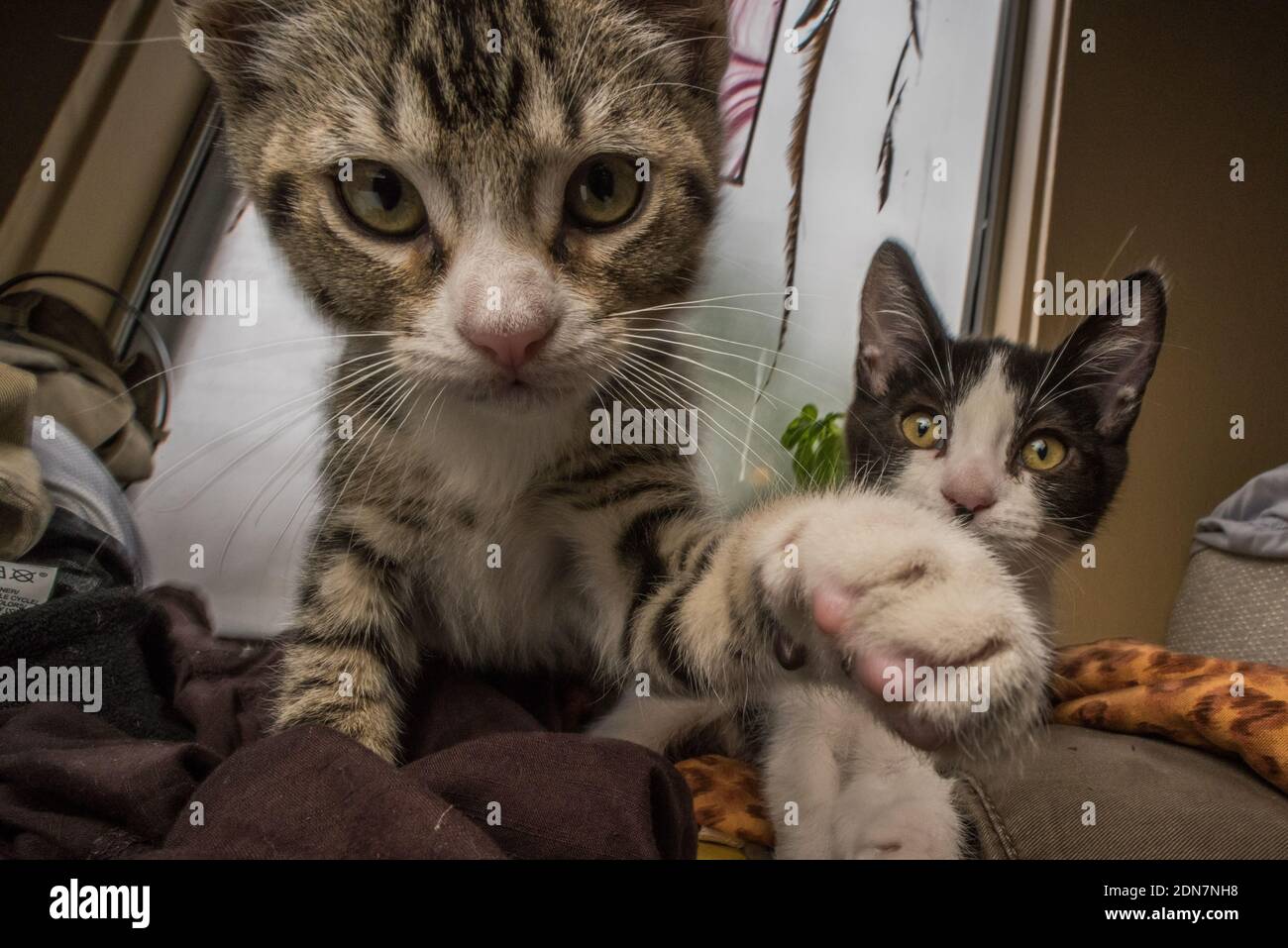 Cats facial expressions hi-res stock photography and images - Alamy