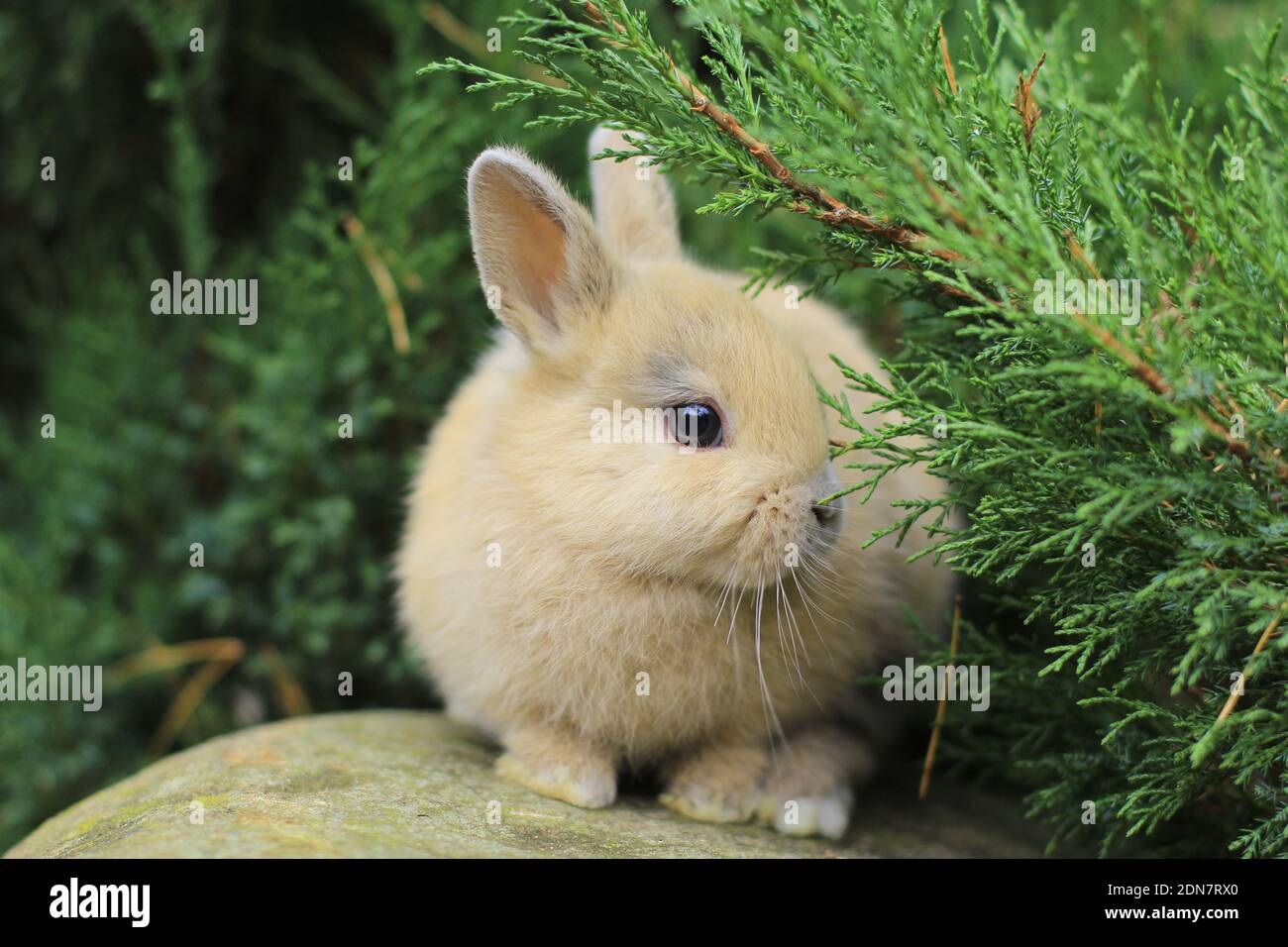 red rabbit with dark eyes sitting on a rock Stock Photo - Alamy