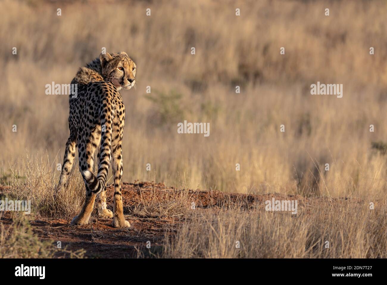 Young cheetah looks backwards over its shoulder, background of long ...