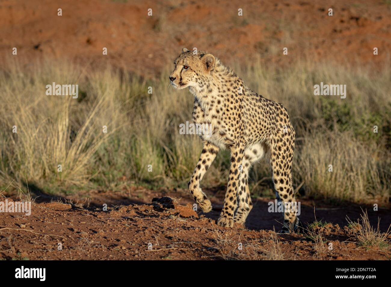 Young cheetah with one paw raised, looking to the left, frontal ...