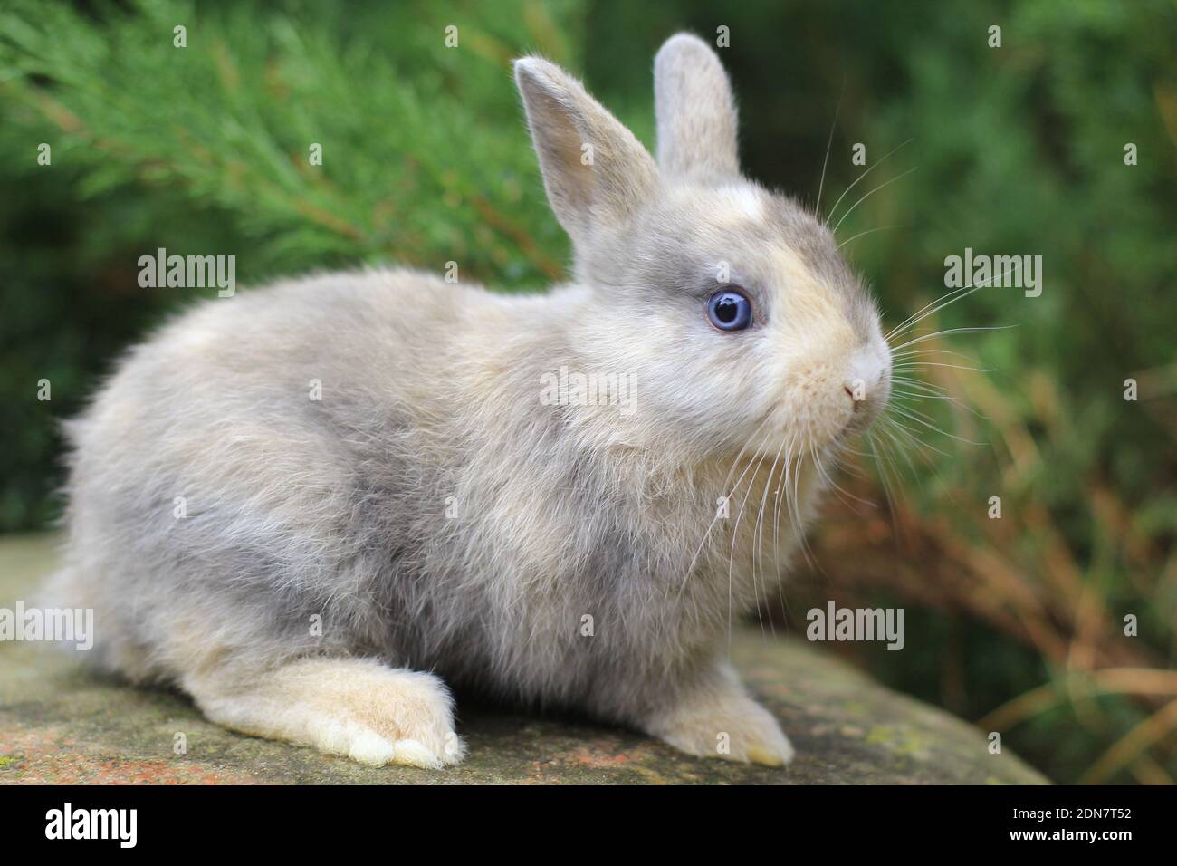 grey rabbit with blue eyes sitting on a rock Stock Photo - Alamy