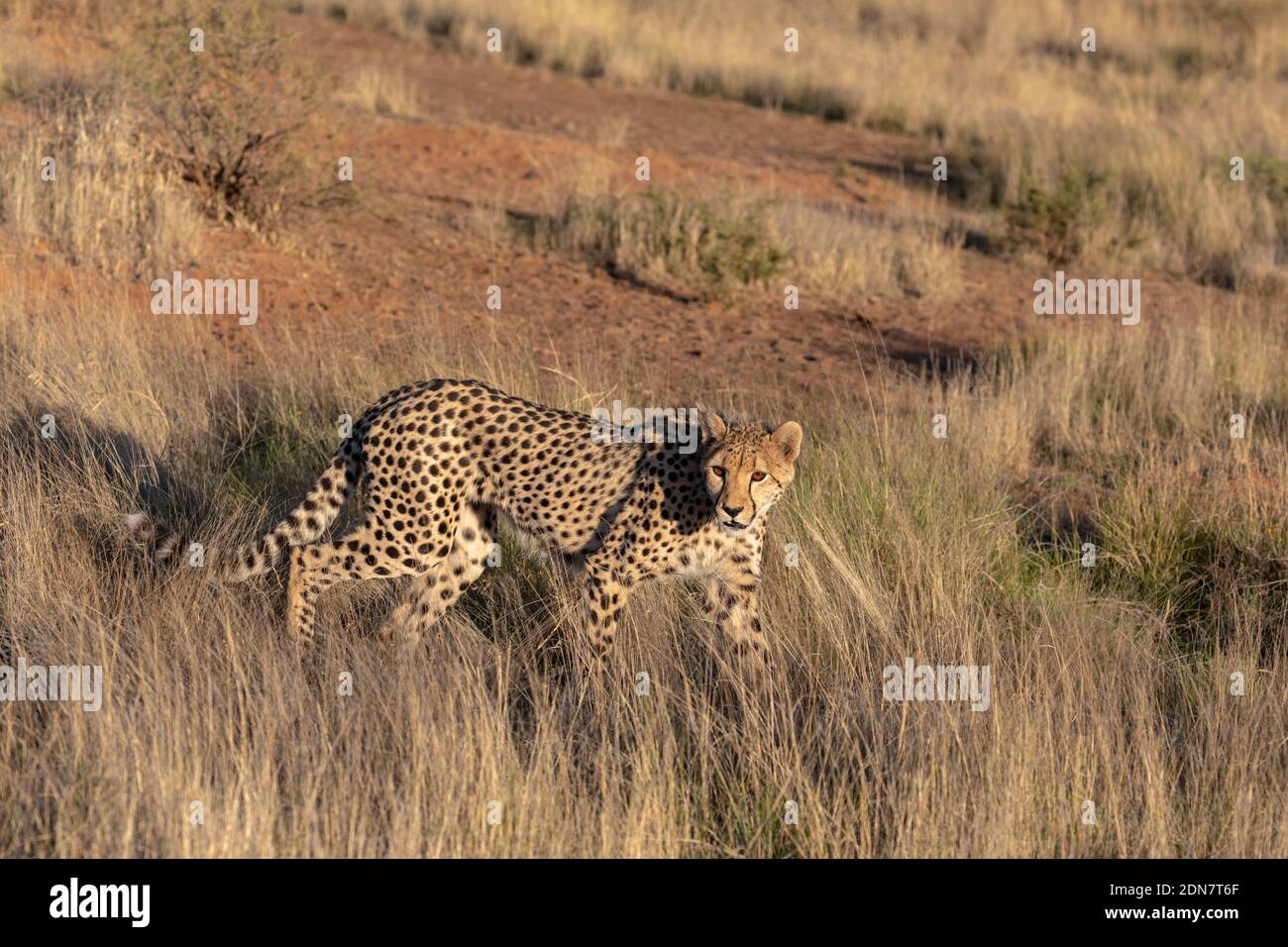 a cheetah portrait, full body, staring at the direction of the camera ...