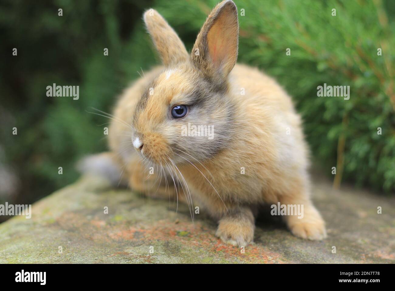 tricolor rabbit with blue eyes sitting on a rock Stock Photo - Alamy