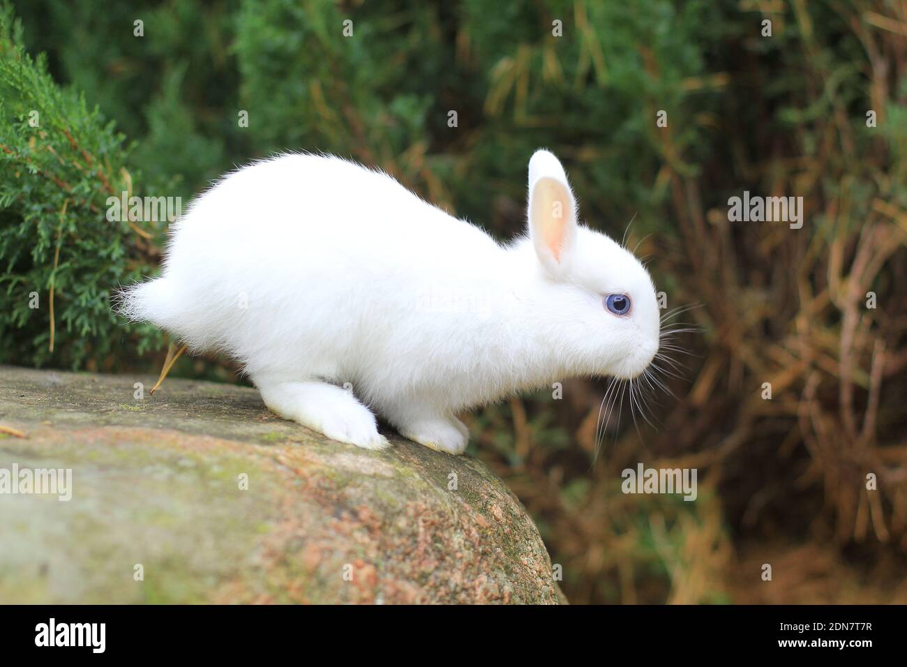 funny white rabbit is preparing to jump Stock Photo - Alamy